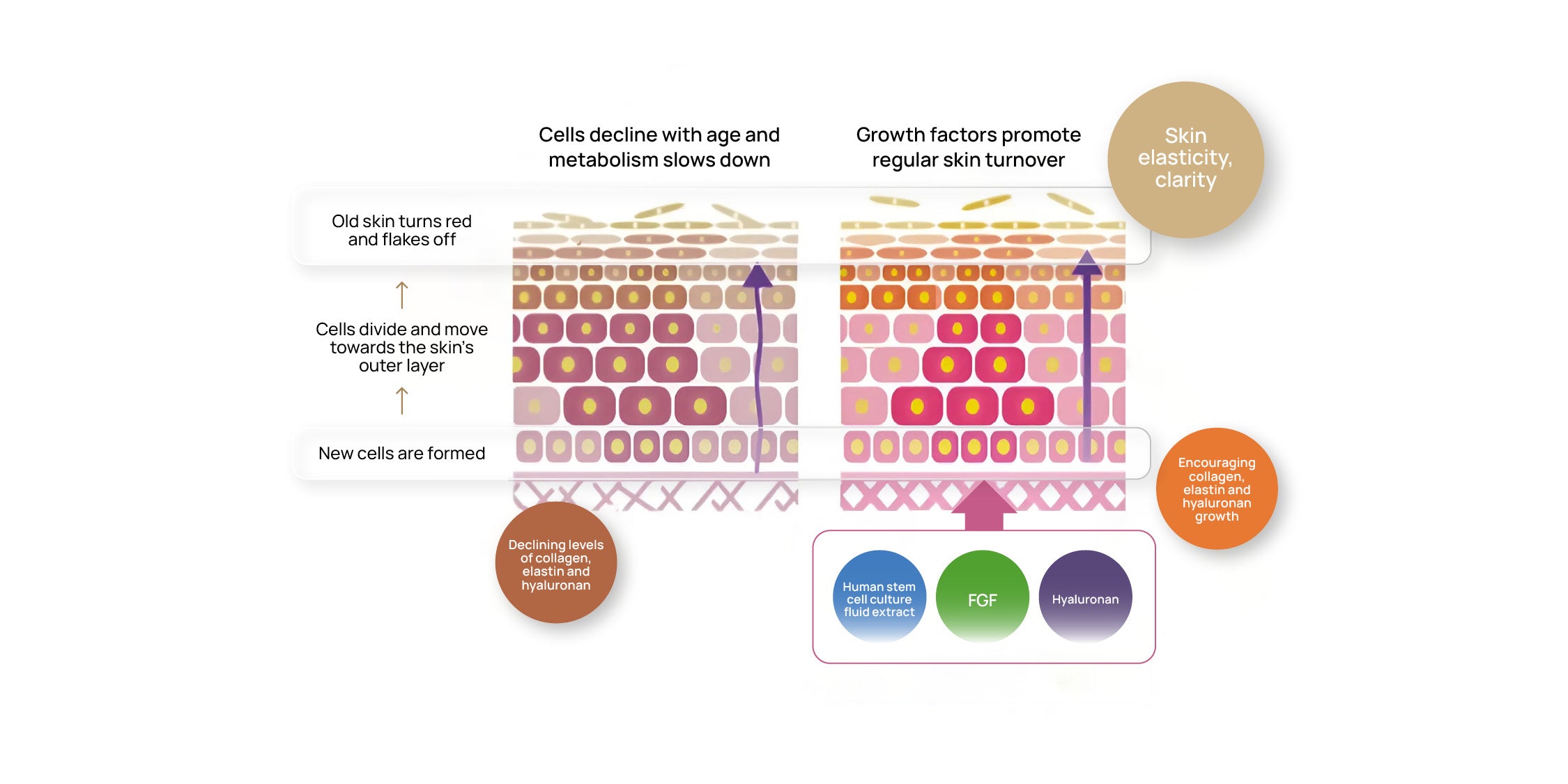 Majestic Skin – Advanced Human Stem Cell Serum for Anti-Aging and ...